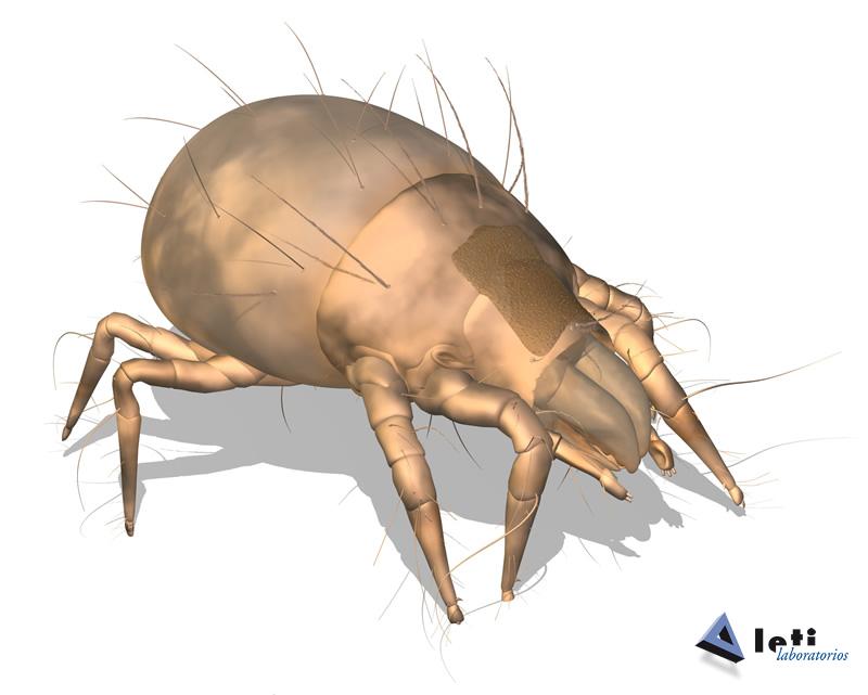 Principais espécies de ácaros | Flomy